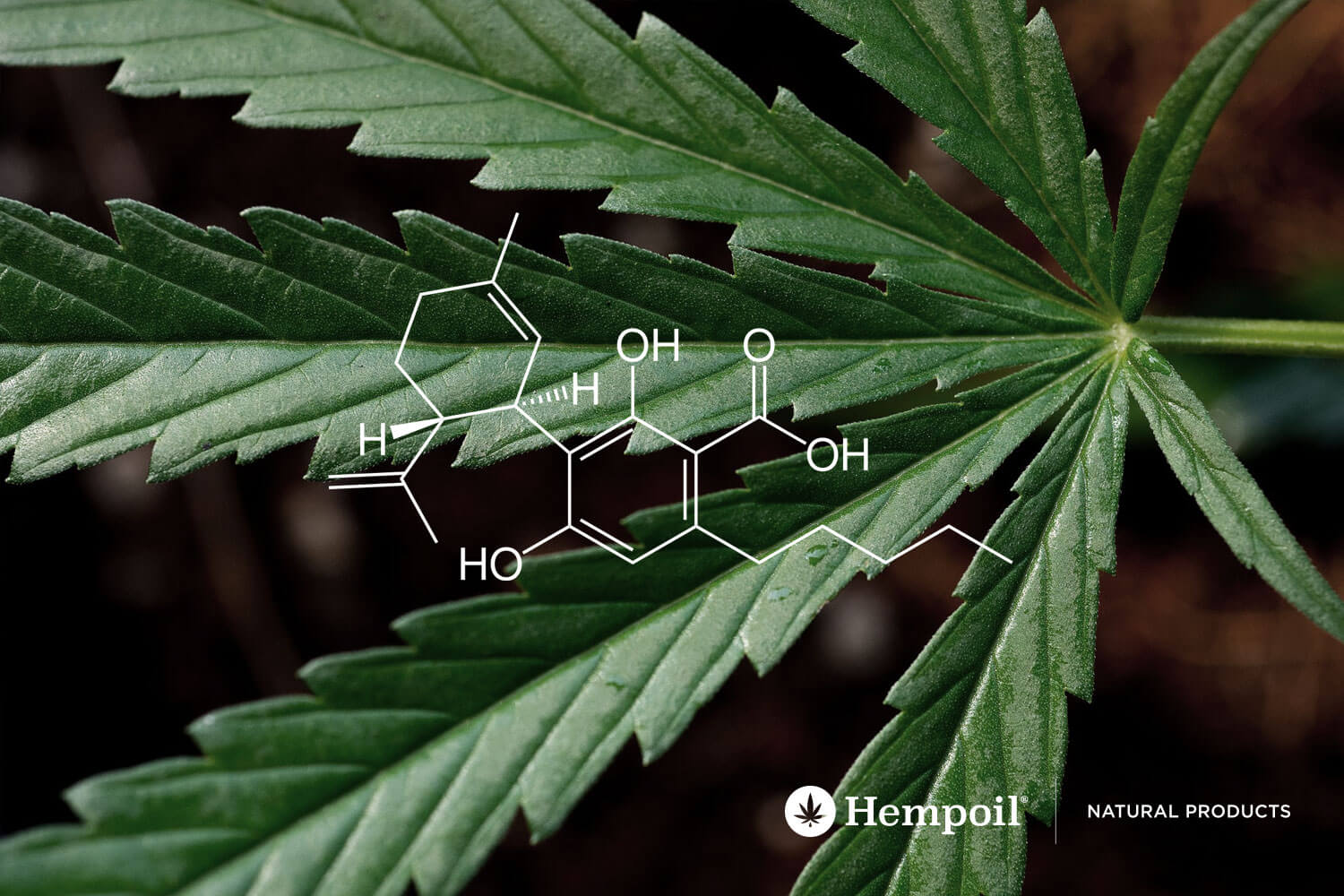 What is CBDA? Cannabidiolic Acid Benefits & Properties | Guide What is CBDA? Cannabidiolic Acid Benefits & Properties | Guide
